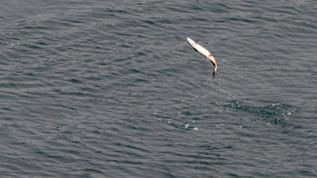 Alaska Day 6: Whittier & Chenega Bay - Adventure Hermit Travel